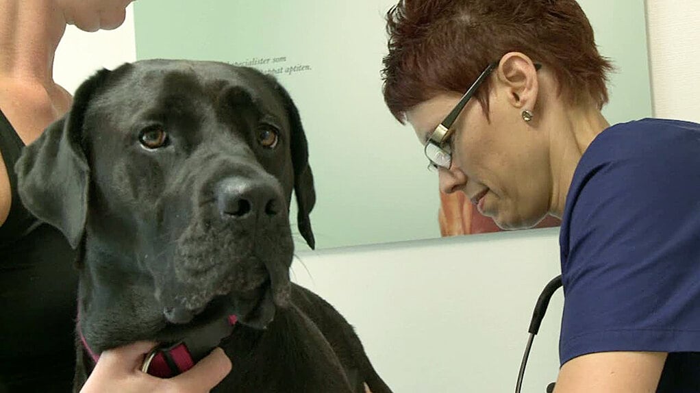 Veterinärerna - Avsnitt 15, Säsong 3