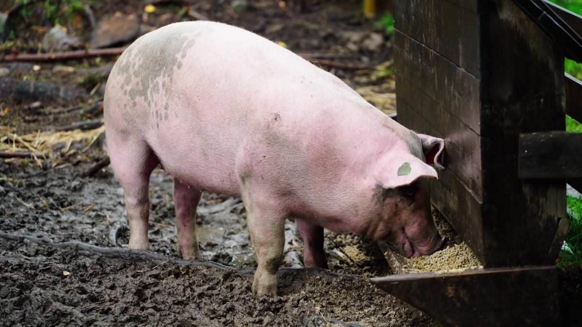 Farmen Norge - Avsnitt 29, Säsong 20