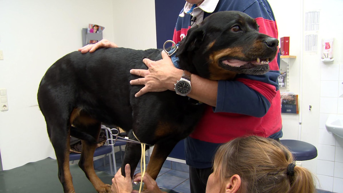 SOS djur - Avsnitt 7, Säsong 2