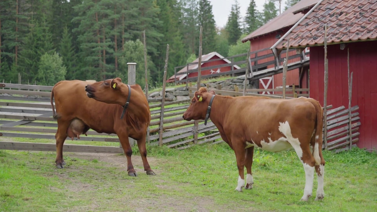 Farmen Norge - Avsnitt 11, Säsong 20