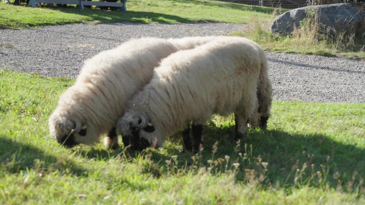 Farmen Norge - Avsnitt 19, Säsong 20