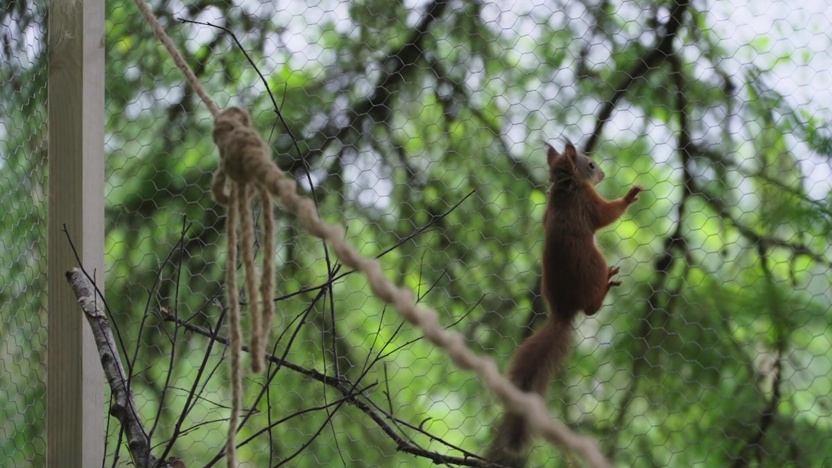 Farmen Norge - Avsnitt 10, Säsong 20